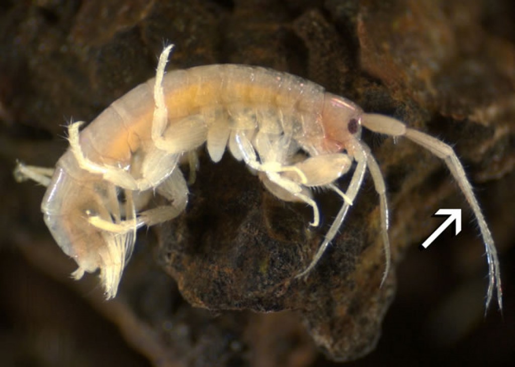 Amphipods (Melita) » Manaaki Whenua