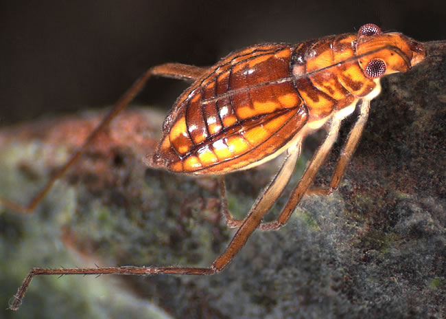 Water treader (Mesovelia) » Manaaki Whenua