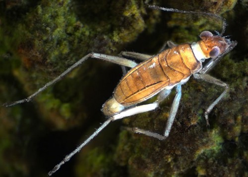 Water treader (Mesovelia) » Manaaki Whenua