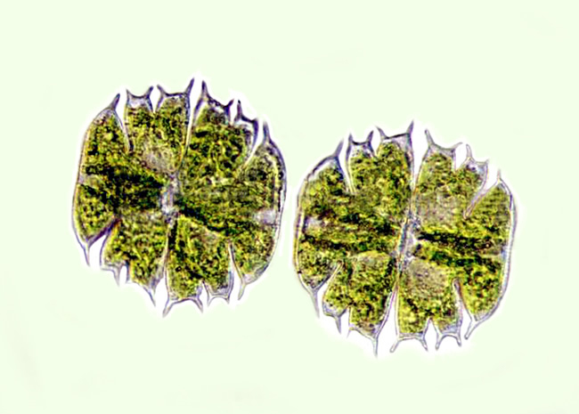 Micrasterias (Desmidiaceae) » Manaaki Whenua