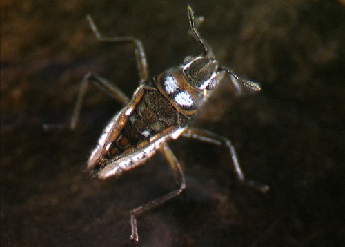 Water strider (Microvelia) » Manaaki Whenua