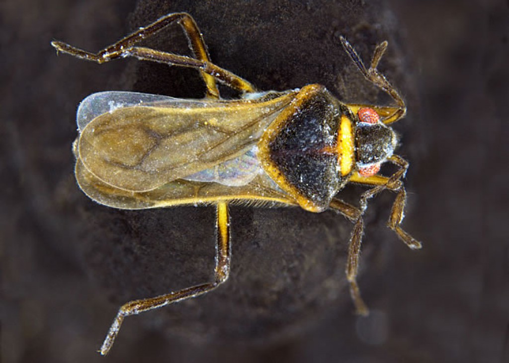 Water strider (Microvelia) » Manaaki Whenua