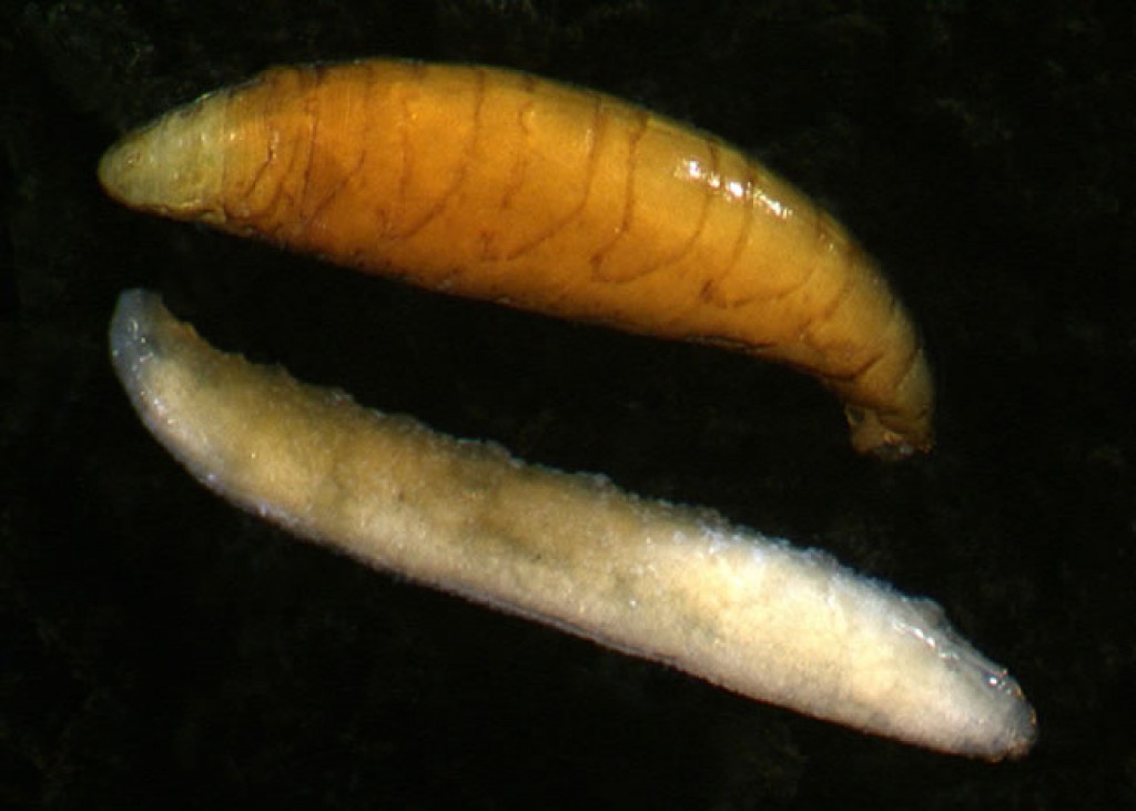 Empididae Larvae
