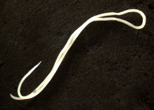 Nematode worms (Nematoda) » Manaaki Whenua