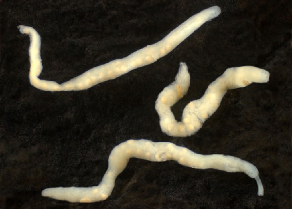 Proboscis worms (Nemertea) » Manaaki Whenua