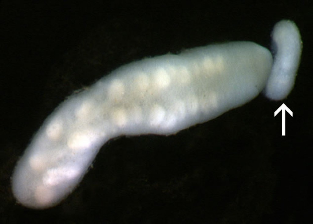 phylum nemertea