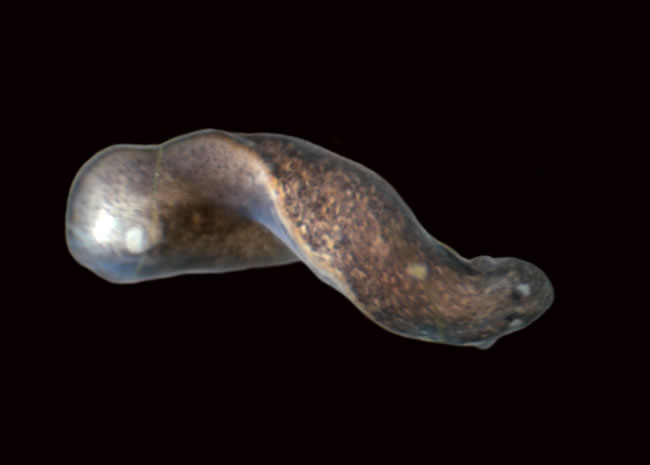 Unsegmented worms » Manaaki Whenua