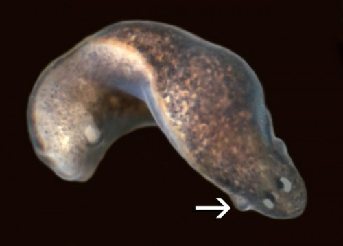 Flatworms (Neppia) » Manaaki Whenua