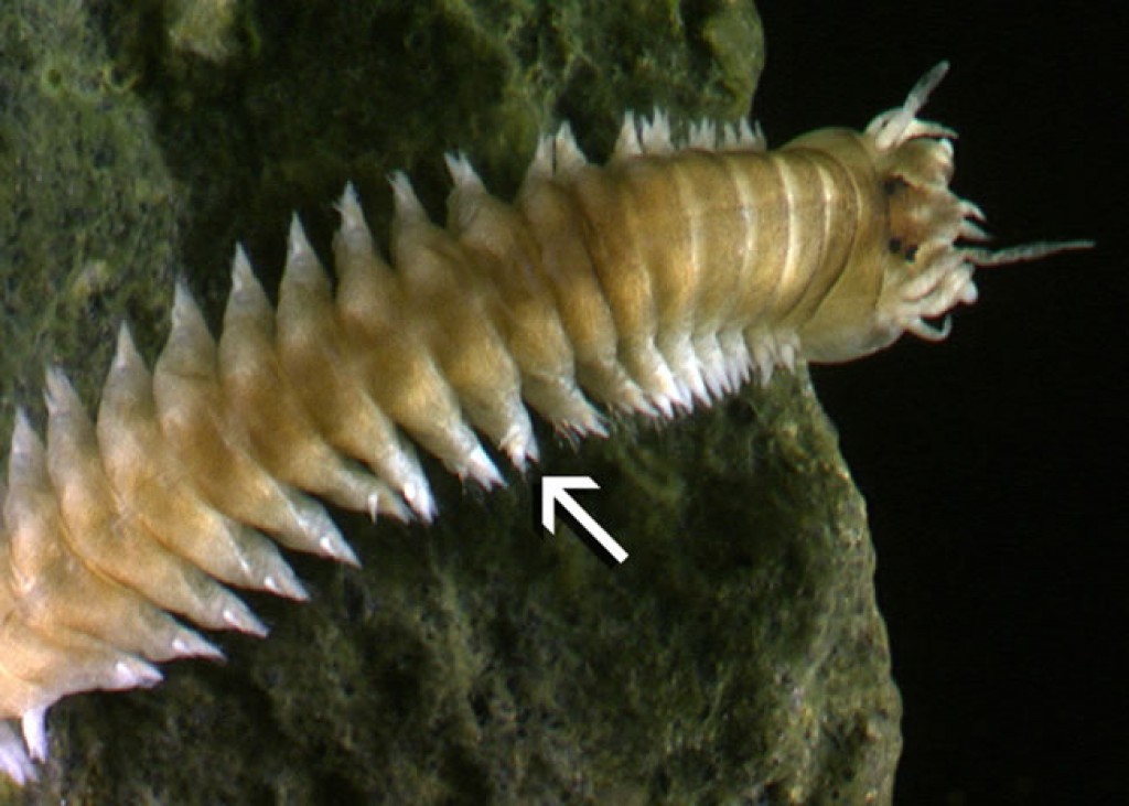 Estuarine paddleworms (Nereidae) » Manaaki Whenua