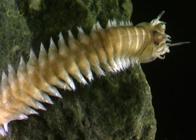 Estuarine paddleworms (Nereidae) » Manaaki Whenua