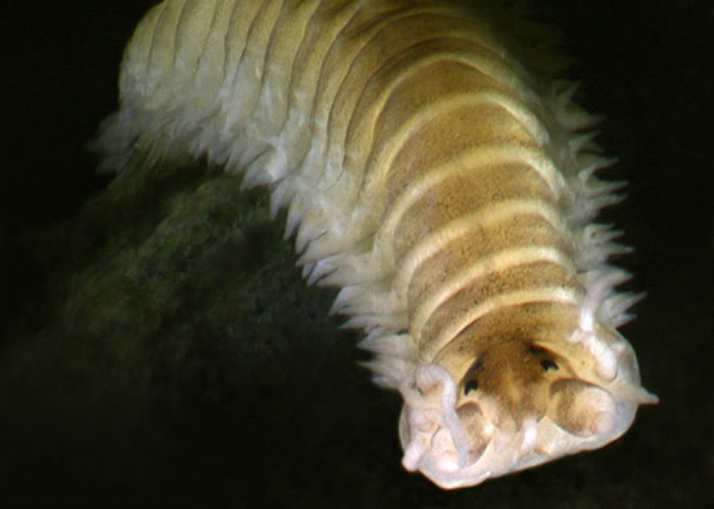 Estuarine paddleworms (Nereidae) » Manaaki Whenua