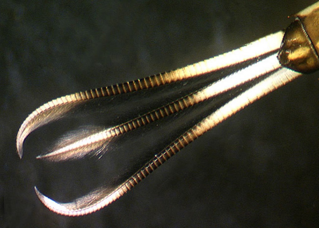 Swimming mayfly (Nesameletus) » Manaaki Whenua