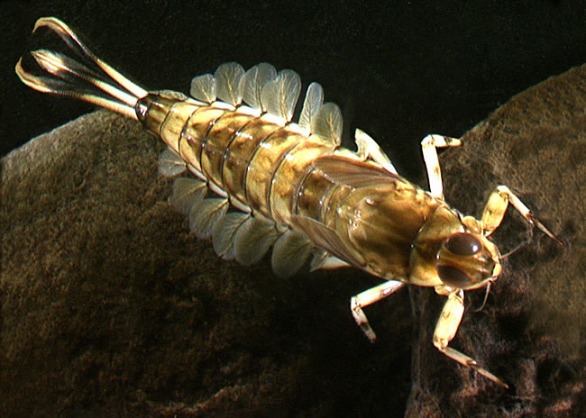 Freshwater Aquarium Invertebrates