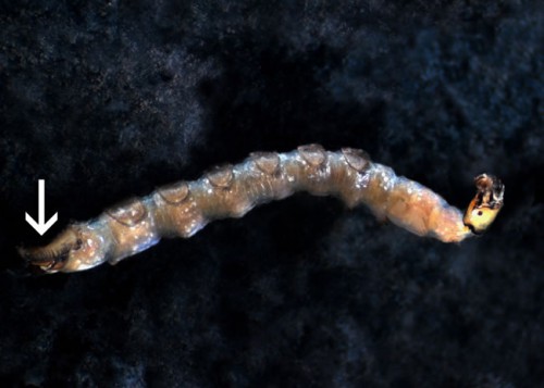 Dixid midge (Nothodixa) » Manaaki Whenua