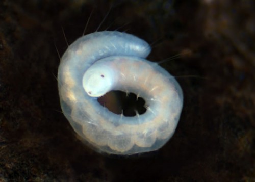 Oligochaete worms (Oligochaeta) » Manaaki Whenua