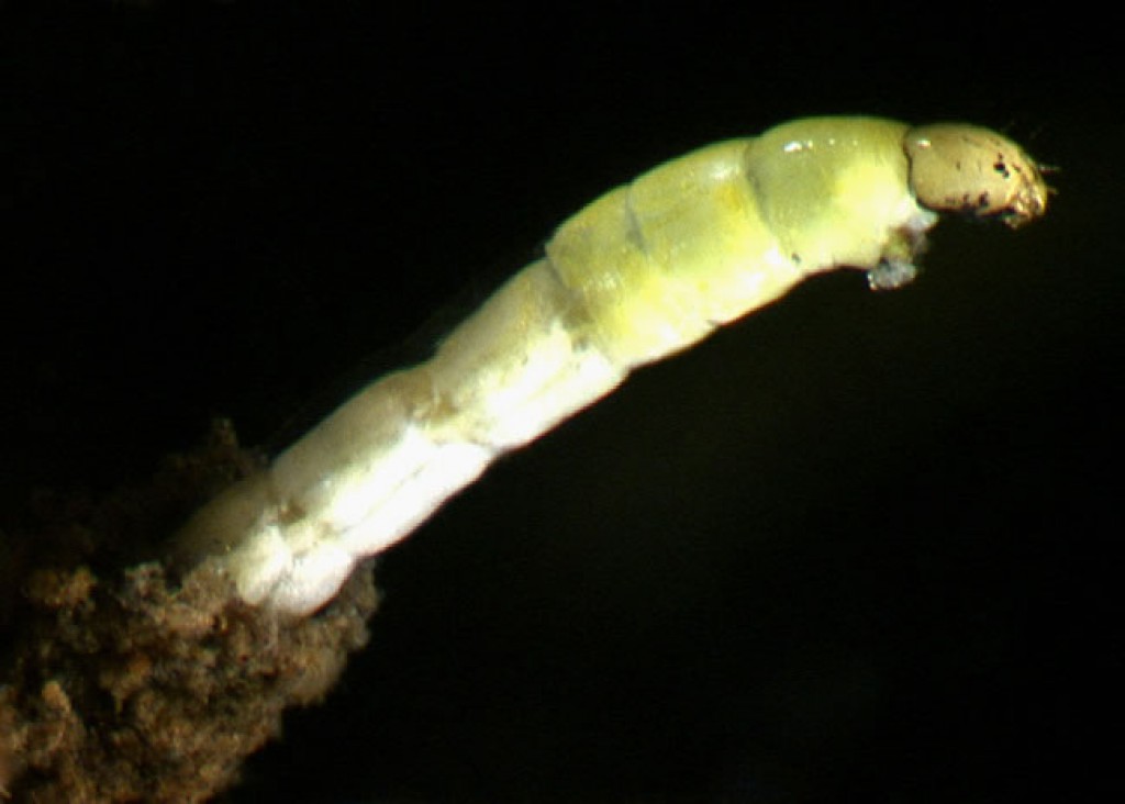 Chironomid midge (Orthoclad) » Manaaki Whenua