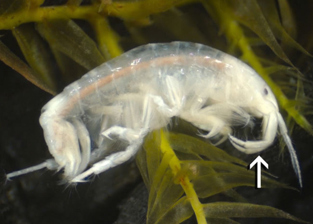 Amphipods (Paracorophium) » Manaaki Whenua