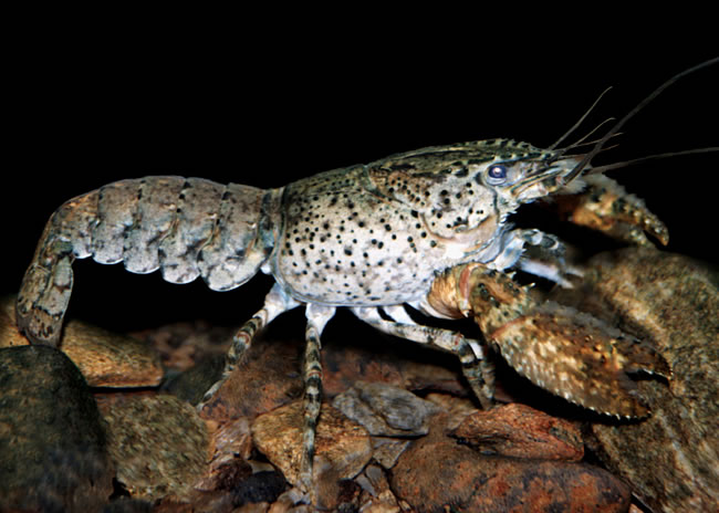 Crayfish » Manaaki Whenua