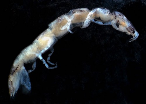 Estuarine isopods (Paranthura) » Manaaki Whenua