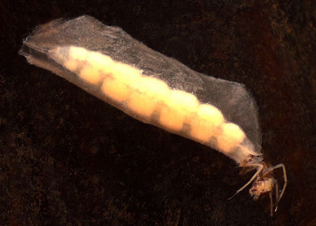 caddisfly cases identification
