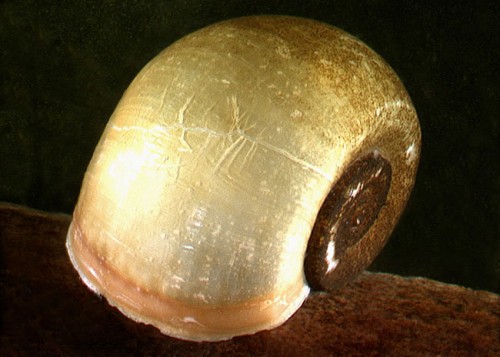 Snail (Planorbarius) » Manaaki Whenua