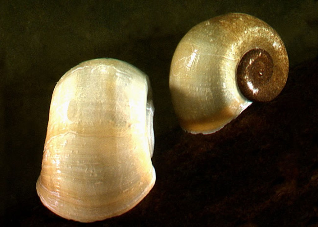 Snail (Planorbarius) » Manaaki Whenua
