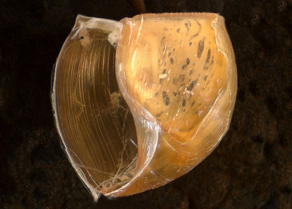 Snail (Planorbella) » Manaaki Whenua