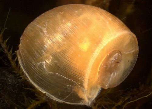 Snail (Planorbella) » Manaaki Whenua