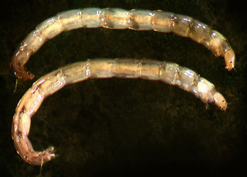 chironomid larvae