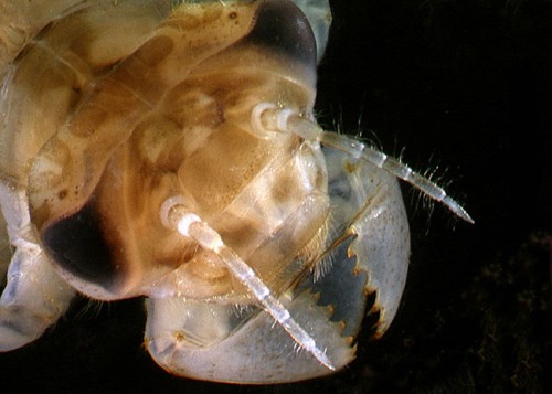 Dragonfly (Procordulia) » Manaaki Whenua