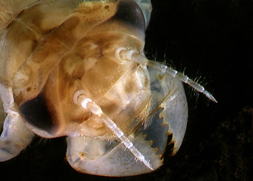 Dragonfly (Procordulia) » Manaaki Whenua