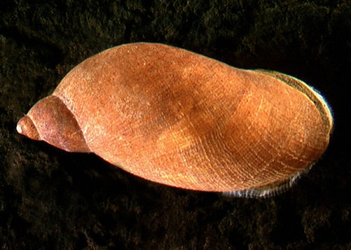 Snail (Pseudosuccinea) » Manaaki Whenua