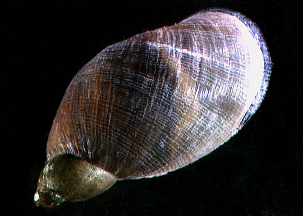 Snail (Pseudosuccinea) » Manaaki Whenua