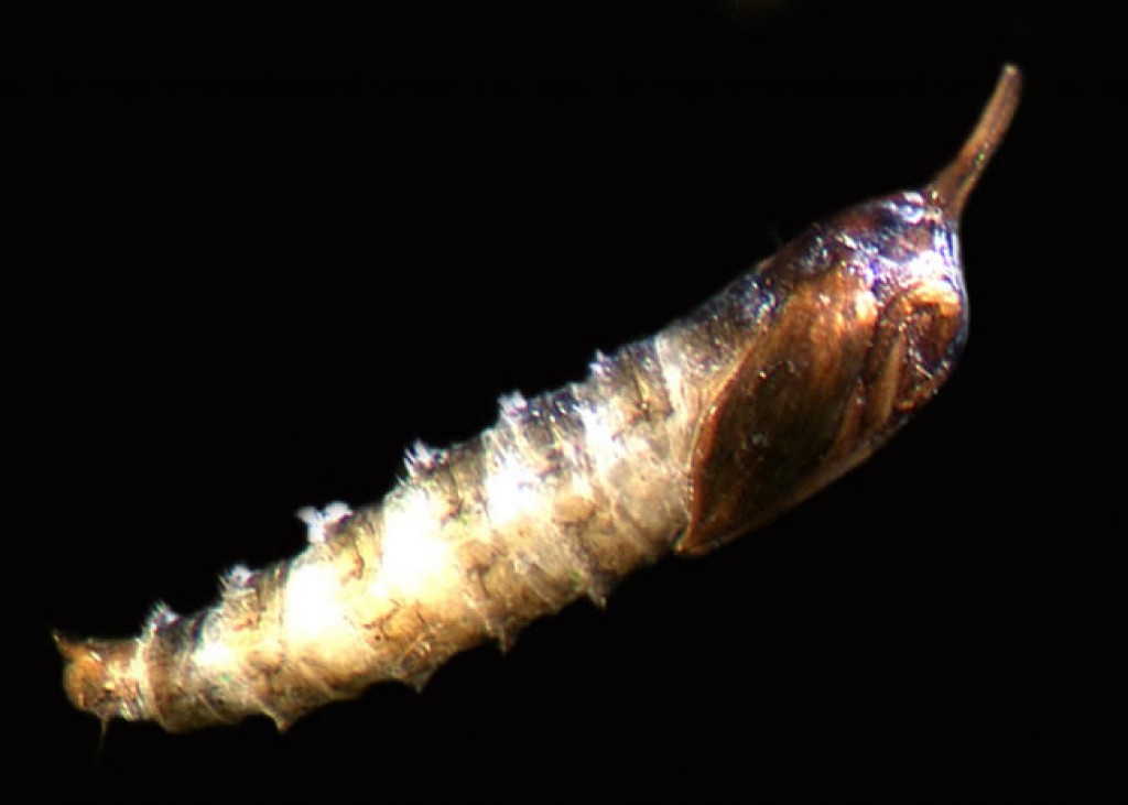 Moth fly (Psychodidae) » Manaaki Whenua