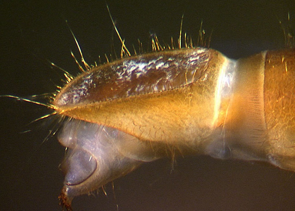 Toe-winged beetles (Ptilodactylidae) » Manaaki Whenua