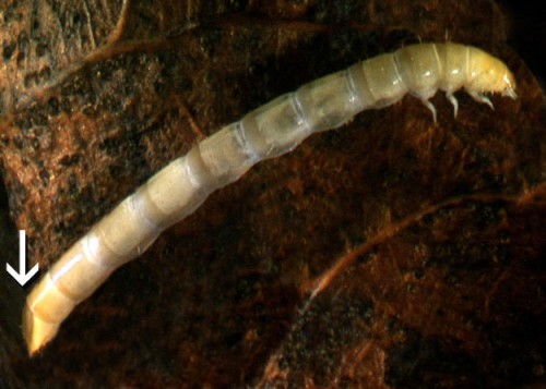 Toe-winged beetles (Ptilodactylidae) » Manaaki Whenua
