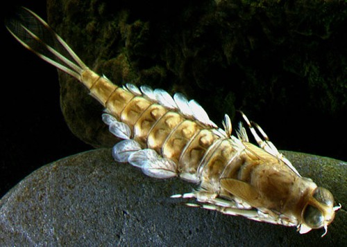 Swimming mayfly (Rallidens) » Manaaki Whenua