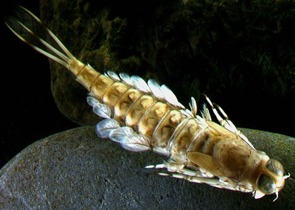 Swimming mayfly (Rallidens) » Manaaki Whenua