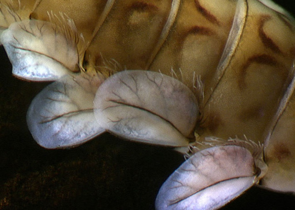 Swimming mayfly (Rallidens) » Manaaki Whenua