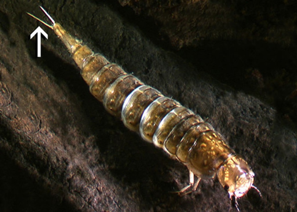 Water Beetle Larvae