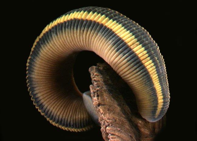 Leeches (Richardsonianus) » Manaaki Whenua