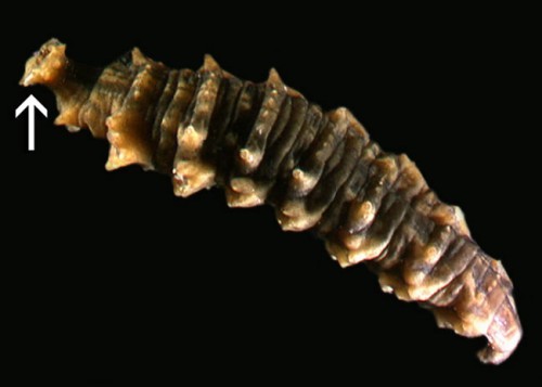 Marsh flies (Sciomyzidae) » Manaaki Whenua