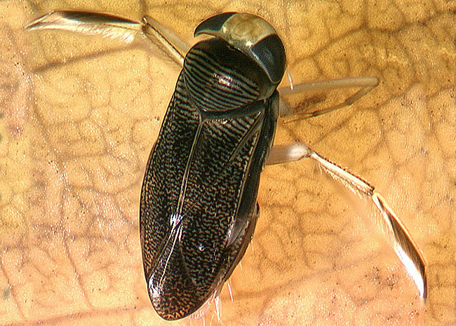 Corixidae Water Boatman