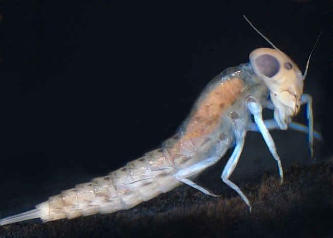 Swimming mayfly (Siphlaenigma) » Manaaki Whenua