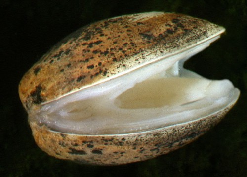Fingernail clams (Sphaeriidae) » Manaaki Whenua