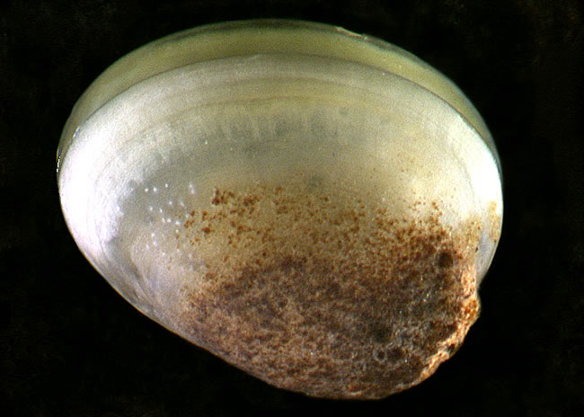 Fingernail clams (Sphaeriidae) » Manaaki Whenua