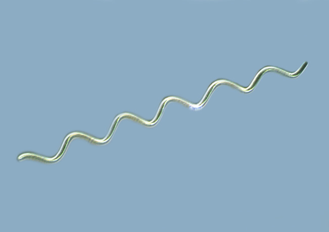 Spirulina/Arthrospira (Phormidiaceae) » Manaaki Whenua