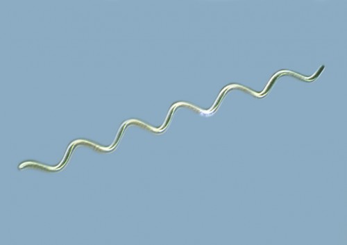 Spirulina/Arthrospira (Phormidiaceae) » Manaaki Whenua