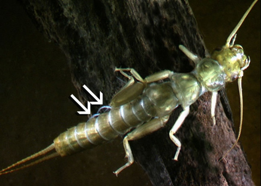 Green stonefly (Stenoperla) » Manaaki Whenua