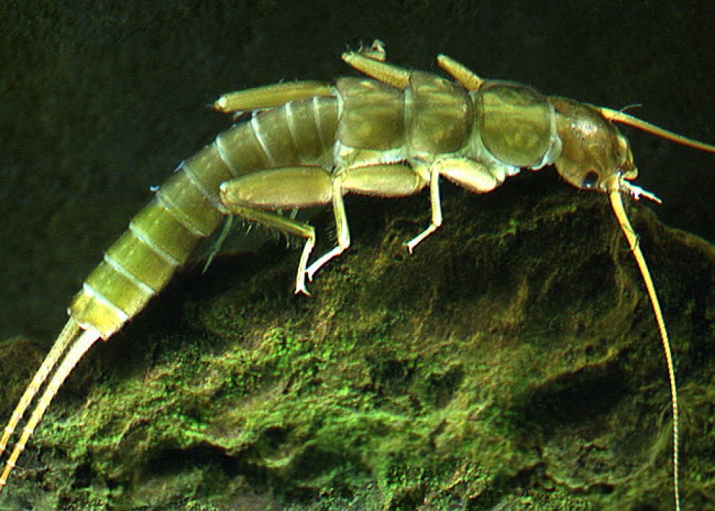 Stonefly Larvae Identification